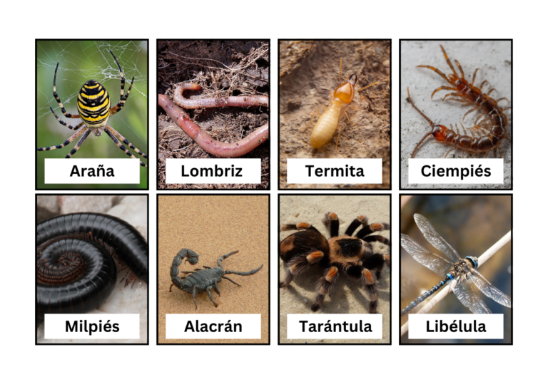 Lamina de Animales invertebrados 【2026